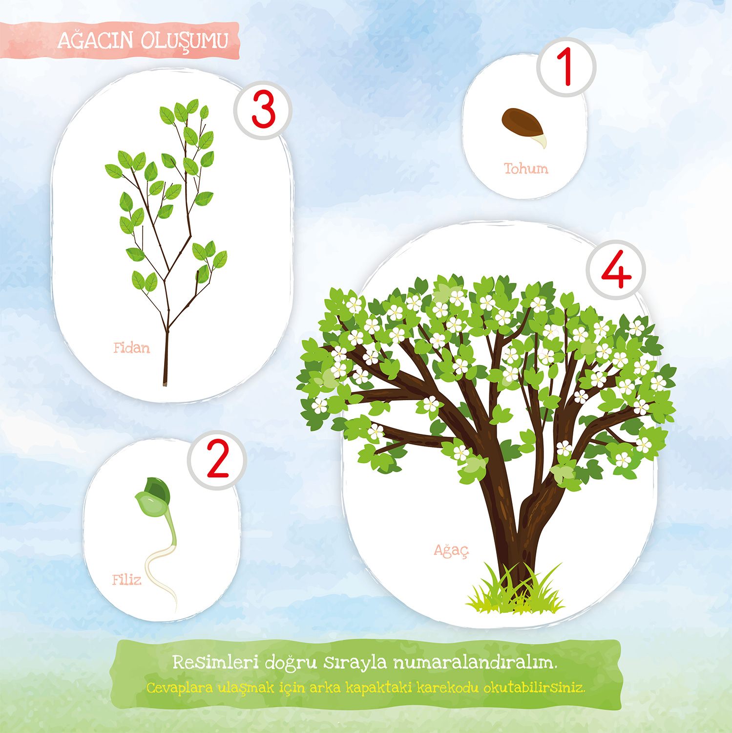 agac-nasil-olusur-18 | Dijital Eğitim - Mor Elma Yayıncılık
